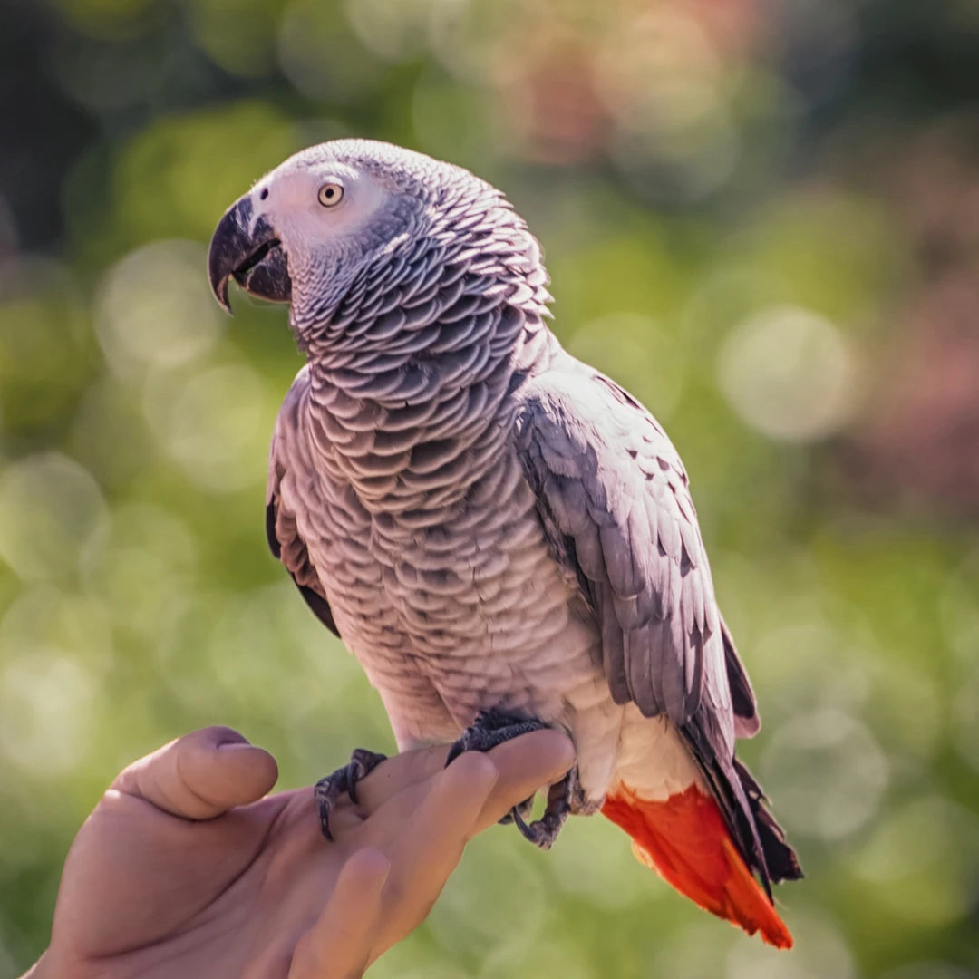 Bird Food – The Queen Pet Shop