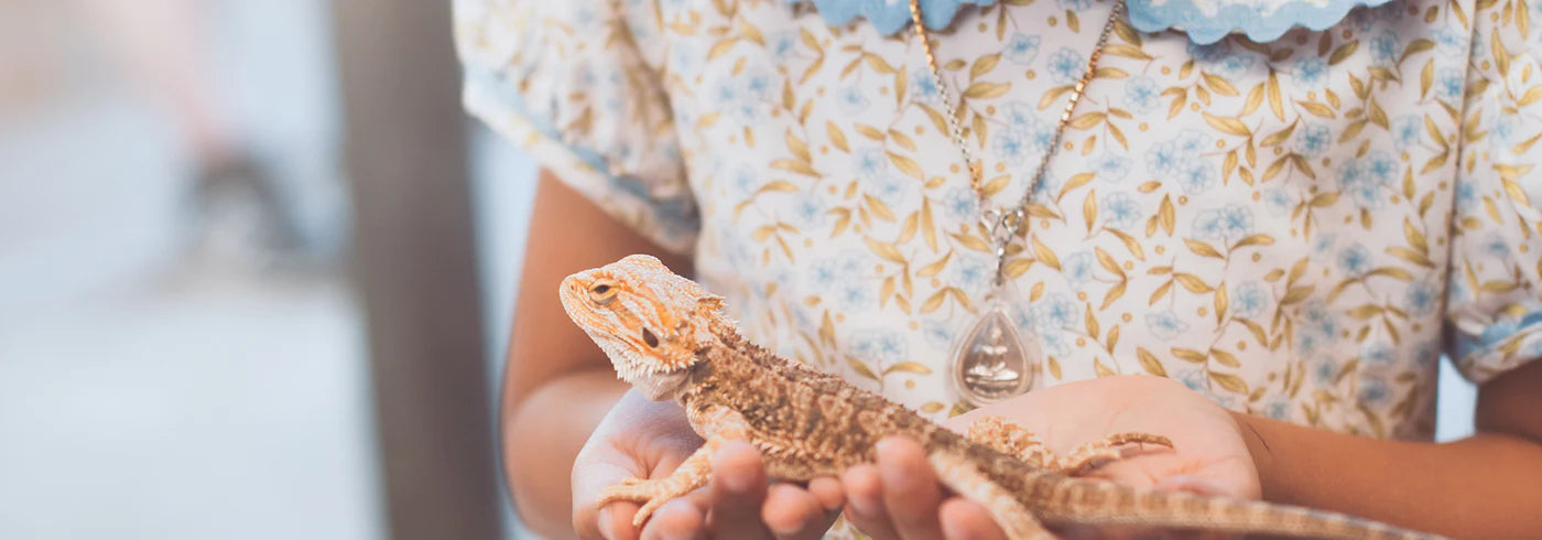 Reptile Enclosures – The Queen Pet Shop