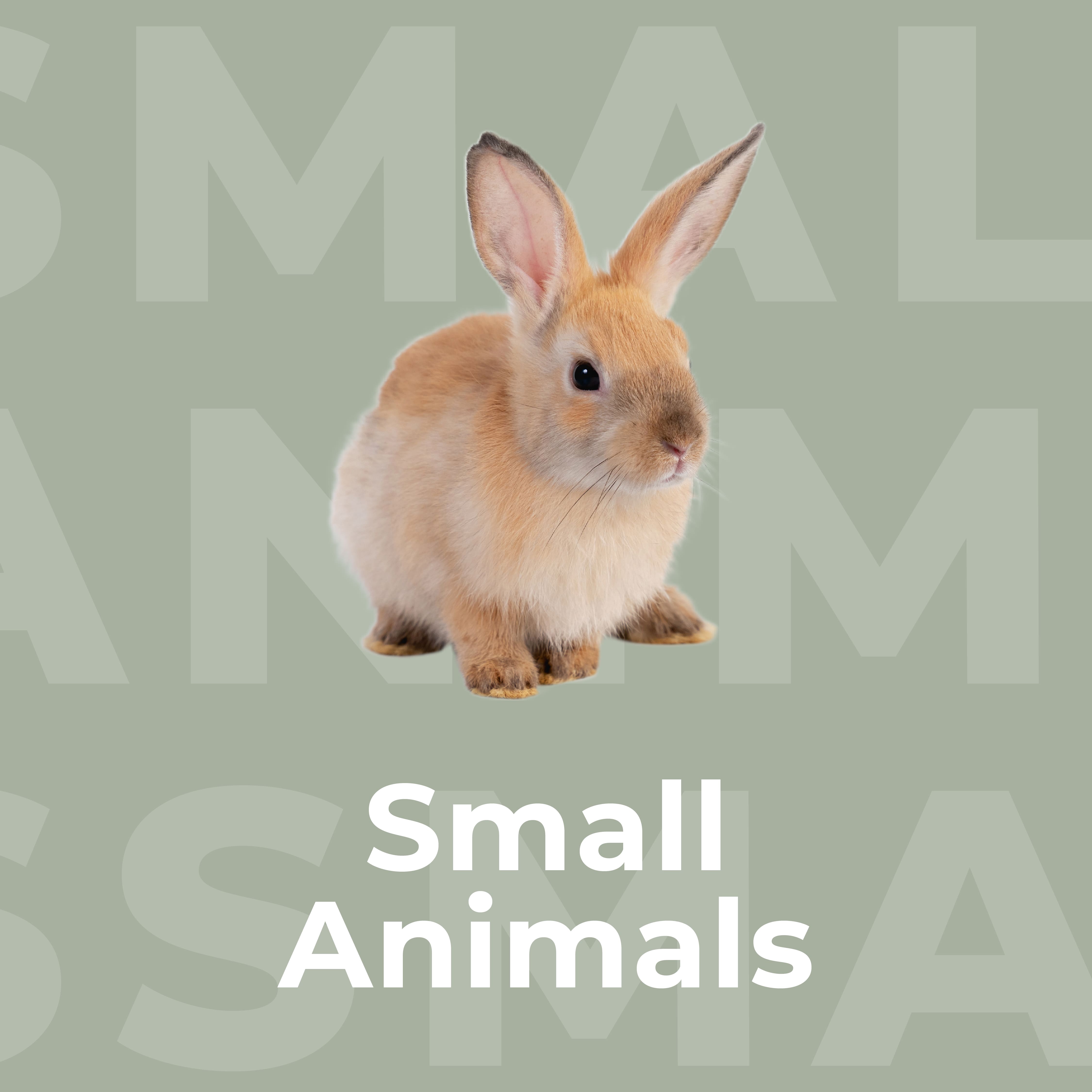 Small Animals – The Queen Pet Shop